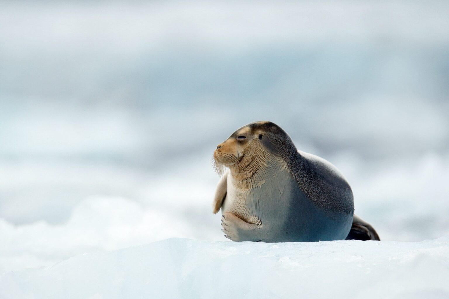 North Pole Animals | A Guide To Wildlife On A North Pole Cruise