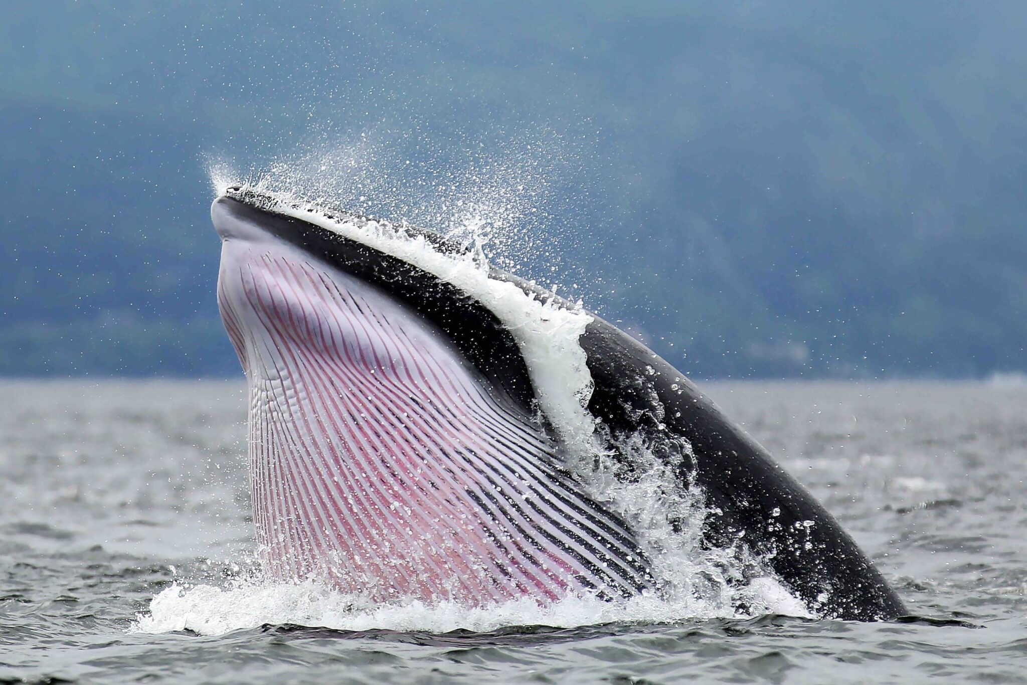 North Pole Animals | A Guide To Wildlife On A North Pole Cruise