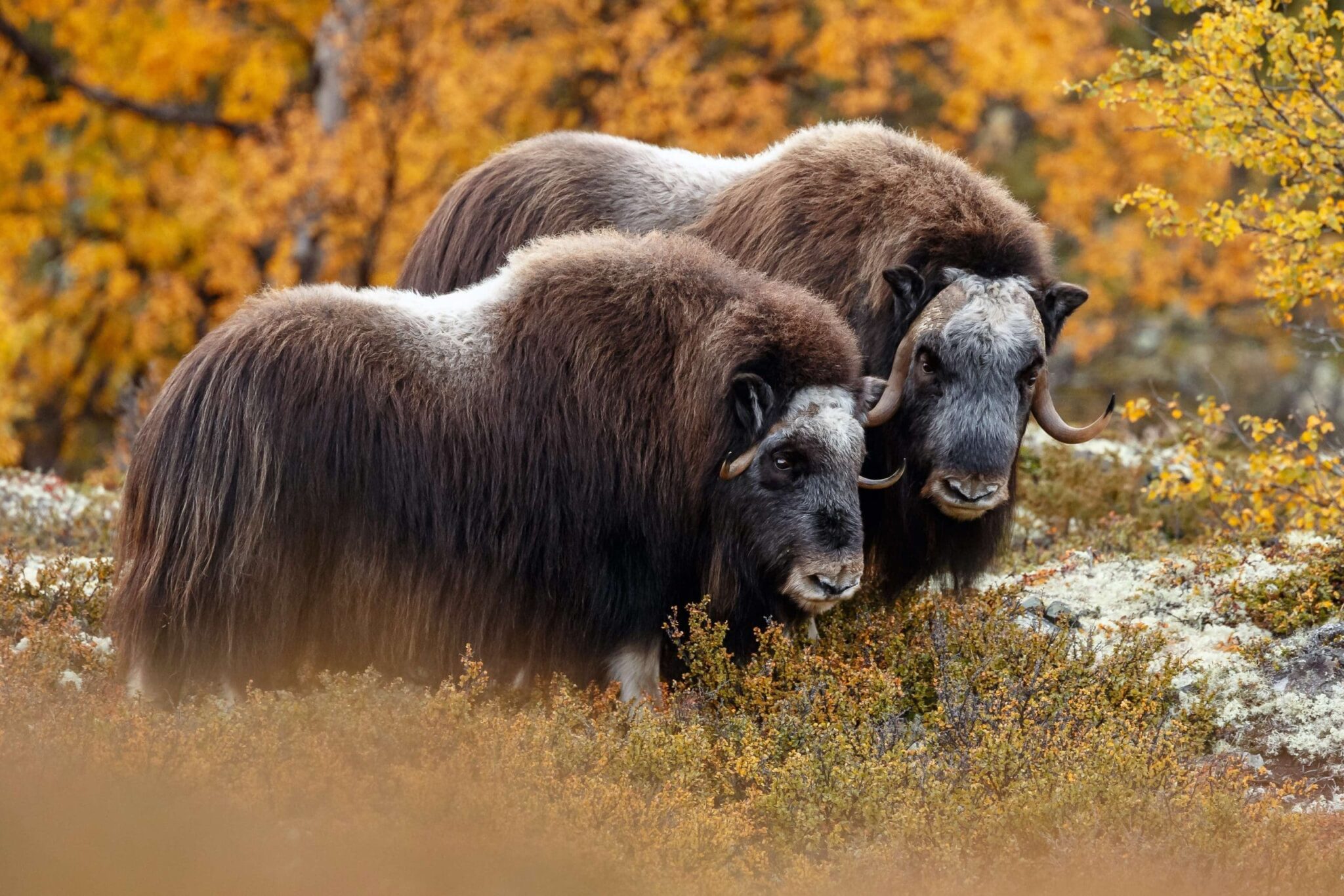 North Pole Animals | A Guide To Wildlife On A North Pole Cruise